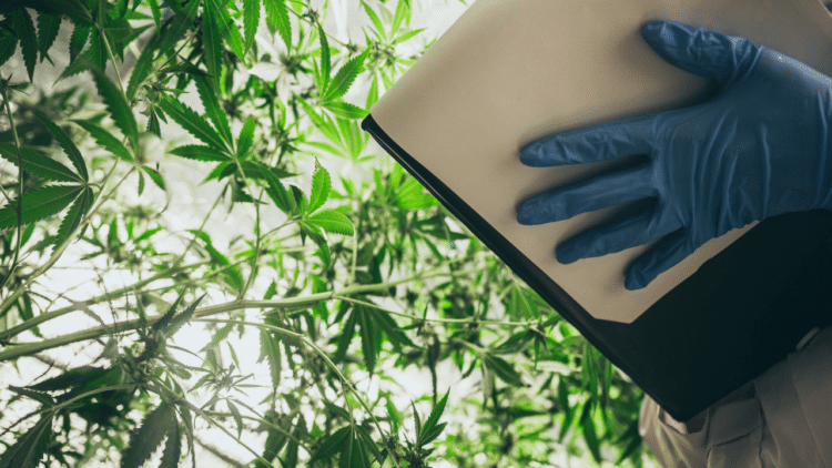 Maxxess | Adaptive security for a dynamic cannabis market - Security On ...